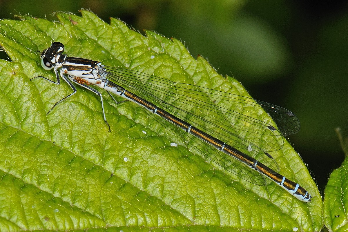 Coenagrion puella, Azure Damselfly